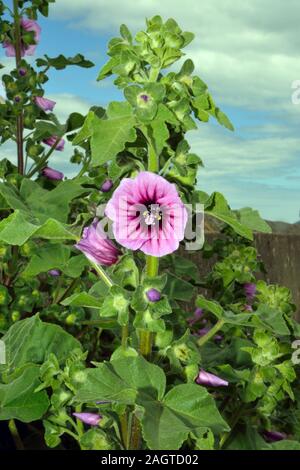 Tree Mallow Lavatera arborea Malvaceae Stock Photo - Alamy