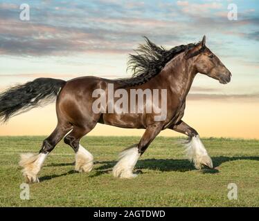 Gypsy Vanner Horse mare running with greyhound dog Stock Photo - Alamy