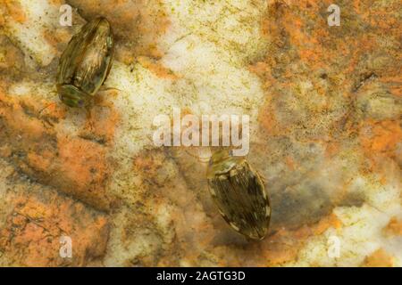 Diving beetle (Laccophilus minutus Stock Photo - Alamy