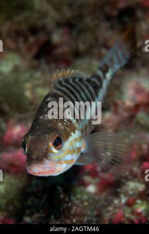 Comber fish, Serranus cabrilla, Serranidae, Putzu Idu, Sardinia, Italy ...