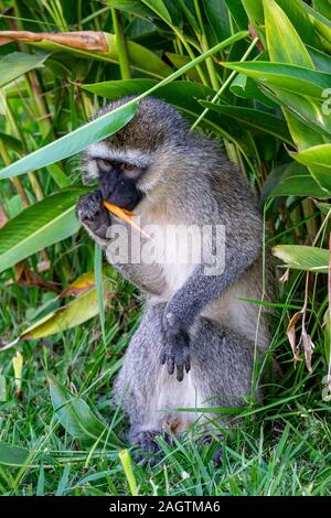 Monkey Eating Flower Petals Stock Photo - Alamy
