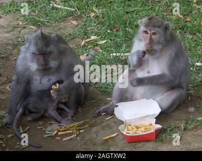 A Balinese long-tailed monkey eats a stolen boiled egg in the ...