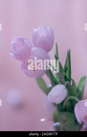 Closeup bouquet of tender pink tulips wrapped in paper Stock Photo - Alamy
