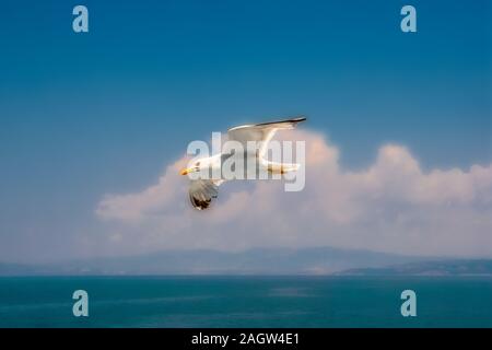Two seagulls flying against blue sky Stock Photo - Alamy