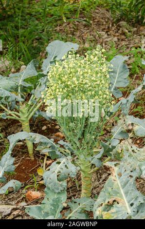 Flowers of Chinese Cabbage or Pak Choi, Brassica rapa chinensis "Ivory ...