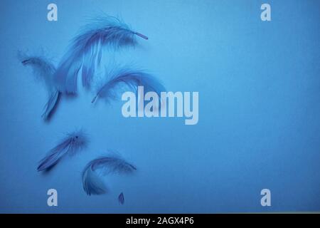 Close up Beautiful blue Bird feather pattern on a bokeh background for ...