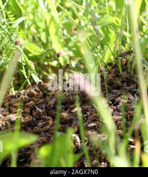 Collection of bee swarm from green grass Stock Photo - Alamy