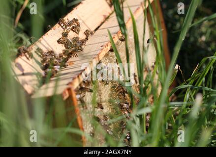 Collection of bee swarm from green grass Stock Photo - Alamy