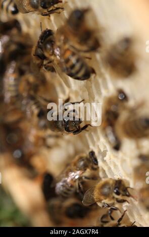 Swarm of bee on natural surface Stock Photo - Alamy