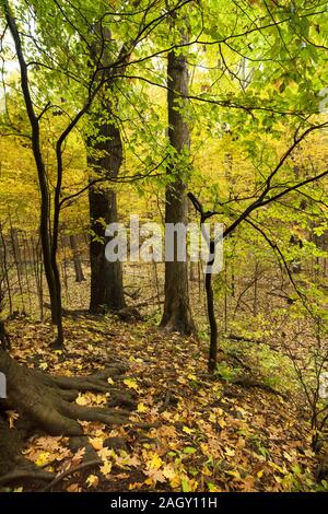 Fall foliage in northern Indiana oak forest Stock Photo - Alamy