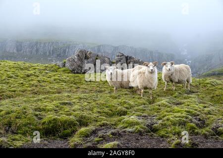 Icelandic Sheep, Iceland Stock Photo - Alamy