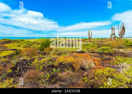 Plants on a background of a seascape, Galapagos Island, Isla Isabela ...