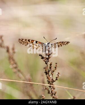 Spanish Festoon (Zerynthia rumina Stock Photo - Alamy
