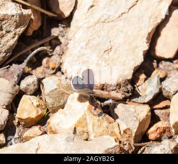 The Osiris blue (Cupido osiris) is a butterfly in the family Lycaenidae ...