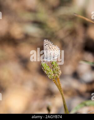 Panoptes Blue (Pseudophilotes panoptes Stock Photo - Alamy