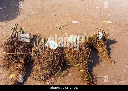 Roots at the vegetable market, Tanna Island, Vanuatu. Top view Stock ...