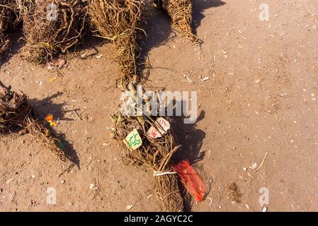 Roots at the vegetable market, Tanna Island, Vanuatu. Top view Stock ...