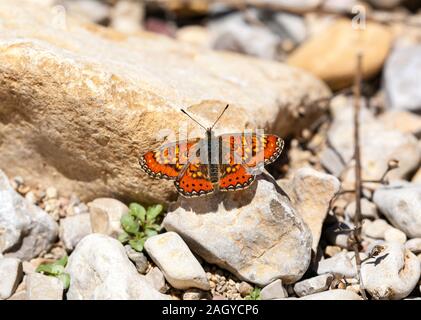 Spanish Fritillary butterfly Euphydryas desfontainii in the Spanish ...