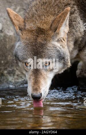 A Red Wolf Drinking Water Stock Photo - Alamy