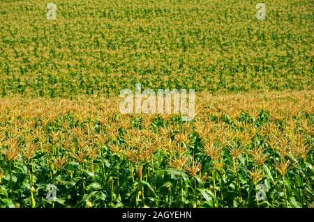 Corn field green sprouts Stock Photo - Alamy