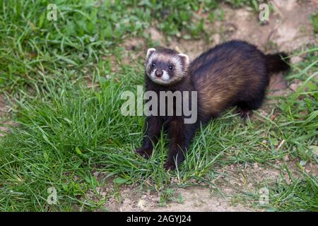 Ferret Polecat Hybrid Stock Photo - Alamy