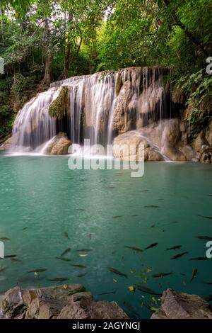 Pond in a wood surrounded by green vegetation and yellow flowers Stock ...