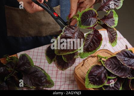 Cropped view hand of woman trimming the red amaranth Stock Photo - Alamy
