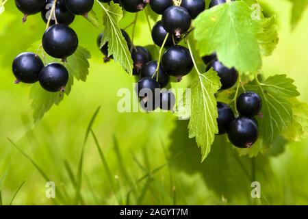 black currant branch on the blurred background Stock Photo - Alamy