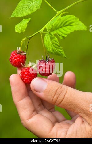 Female hand with raspberries on fingers against white background Stock ...