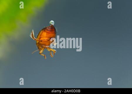 Diving beetle (Hyphydrus ovatus Stock Photo - Alamy