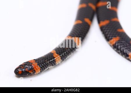 Red-tailed pipe snake (Scientific name Cylindrophis ruffus) isolate on ...