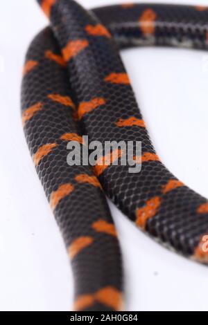 Red-tailed pipe snake (Scientific name Cylindrophis ruffus) isolate on ...