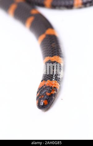 Red-tailed pipe snake (Scientific name Cylindrophis ruffus) isolate on ...