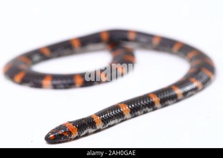 Red-tailed pipe snake (Scientific name Cylindrophis ruffus) isolate on ...
