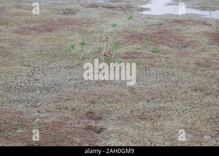 View of Karaivetti Bird Sanctuary, Ariyalur District, Tamil Nadu, India ...