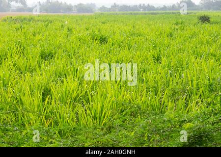 View of Karaivetti Bird Sanctuary, Ariyalur District, Tamil Nadu, India ...