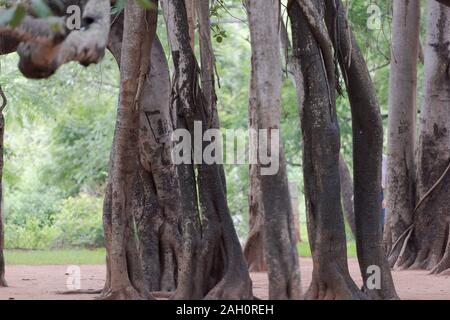 Giant Banyan tree in Auroville, South India Stock Photo - Alamy