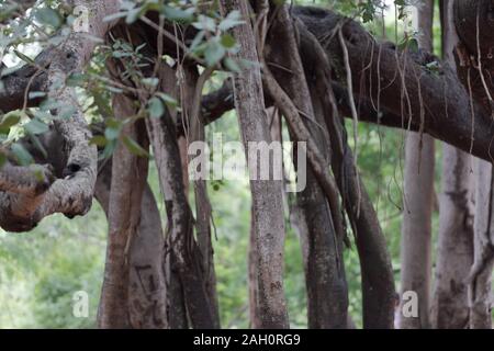 Giant Banyan tree in Auroville, South India Stock Photo - Alamy