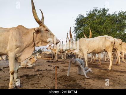 Mundari tribe boy collecting cow urine to use it to wash his body and dye his hair, Central ...