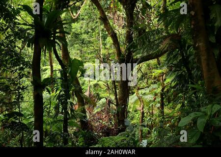 Guadeloupe, France, the Caribbean, rainforest, jungle, tree, leaves ...