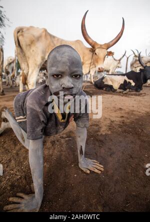 Mundari tribe boy collecting dried cow dungs in a cow skin to make ...
