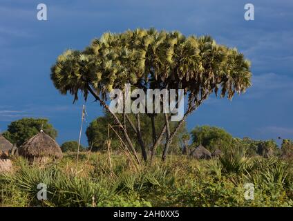 Traditional Mundari tribe village with doum palm trees, Central ...