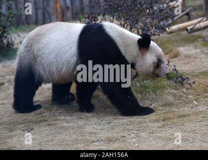 A giant panda wanders at Huai'an Zoo before returning to the Chengdu ...