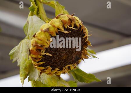 Wilted plants with yellow leafs in a pot, isolated on a white ...