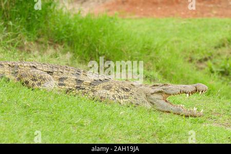 Nile Crocodile (Crocodylus niloticus or "Mamba" in Swaheli) in the ...
