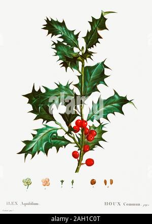 Botanical illustration of Pierre-Joseph Redoute, royal botanical artist ...
