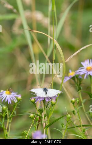 Green-veined white butterfly pollinating yellow Welsh poppy Stock Photo ...