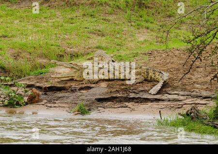 Nile Crocodile (Crocodylus niloticus or "Mamba" in Swaheli) in the ...