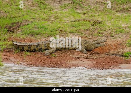 Nile Crocodile (Crocodylus niloticus or "Mamba" in Swaheli) in the ...