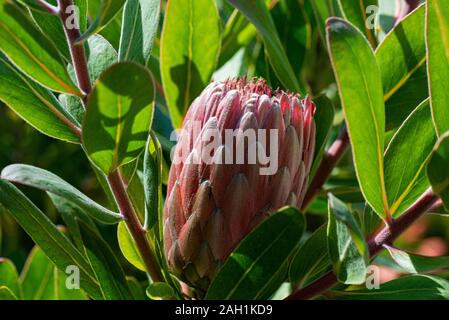 Protea neriifolia x susannae, Pink ice. Single flower on leafy stem ...